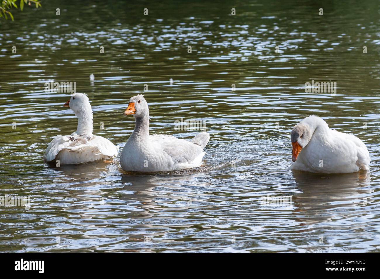 group of domestic white farm geese swim and splash water drops in dirty ...