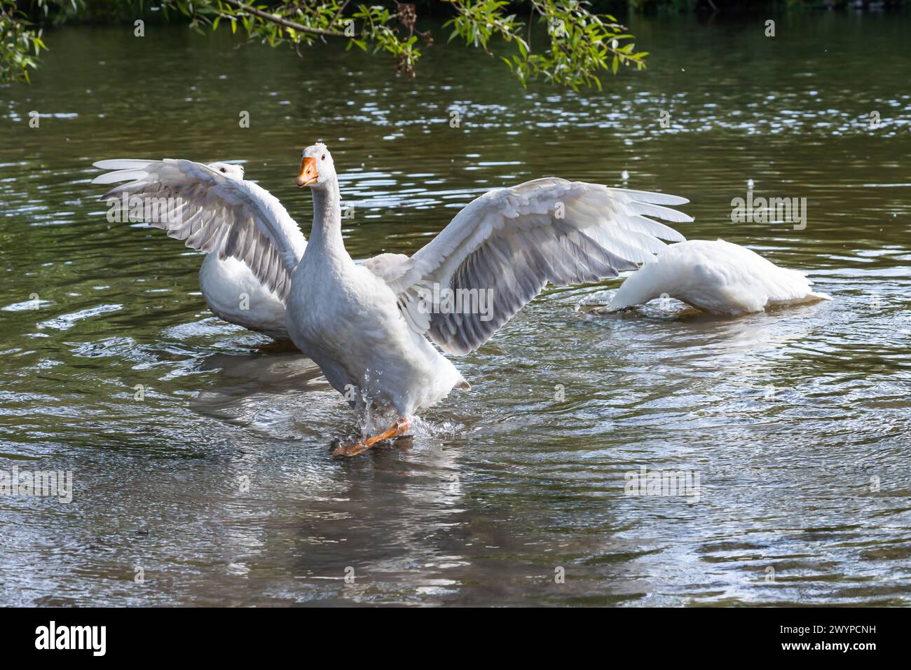 group of domestic white farm geese swim and splash water drops in dirty ...