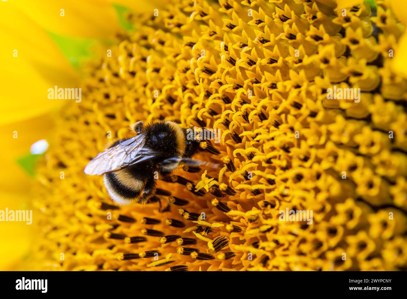 Black and yellow striped bee, honey bee, pollinating sunflowers close ...
