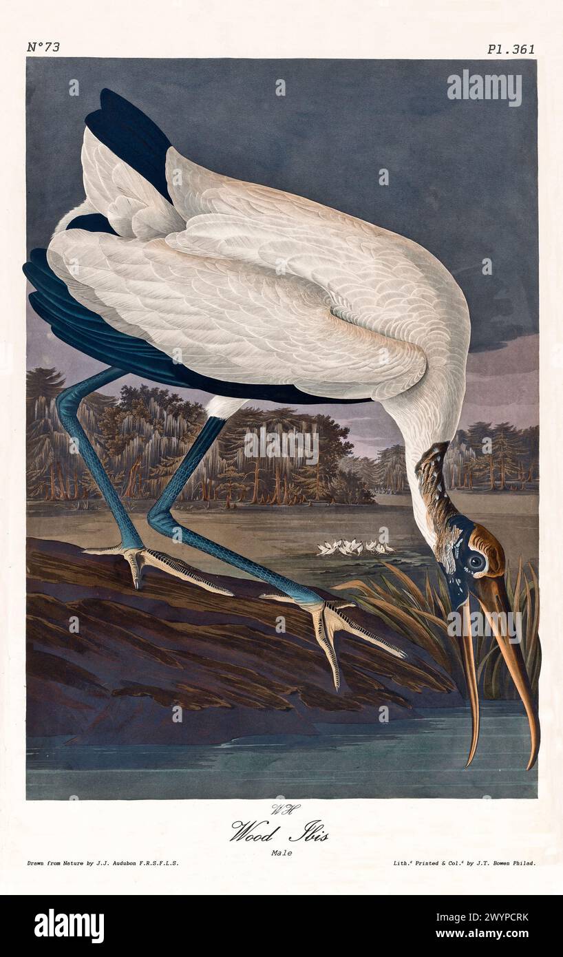 Wood Ibis male, illustrated by J.J. Audubon from Birds of America ...