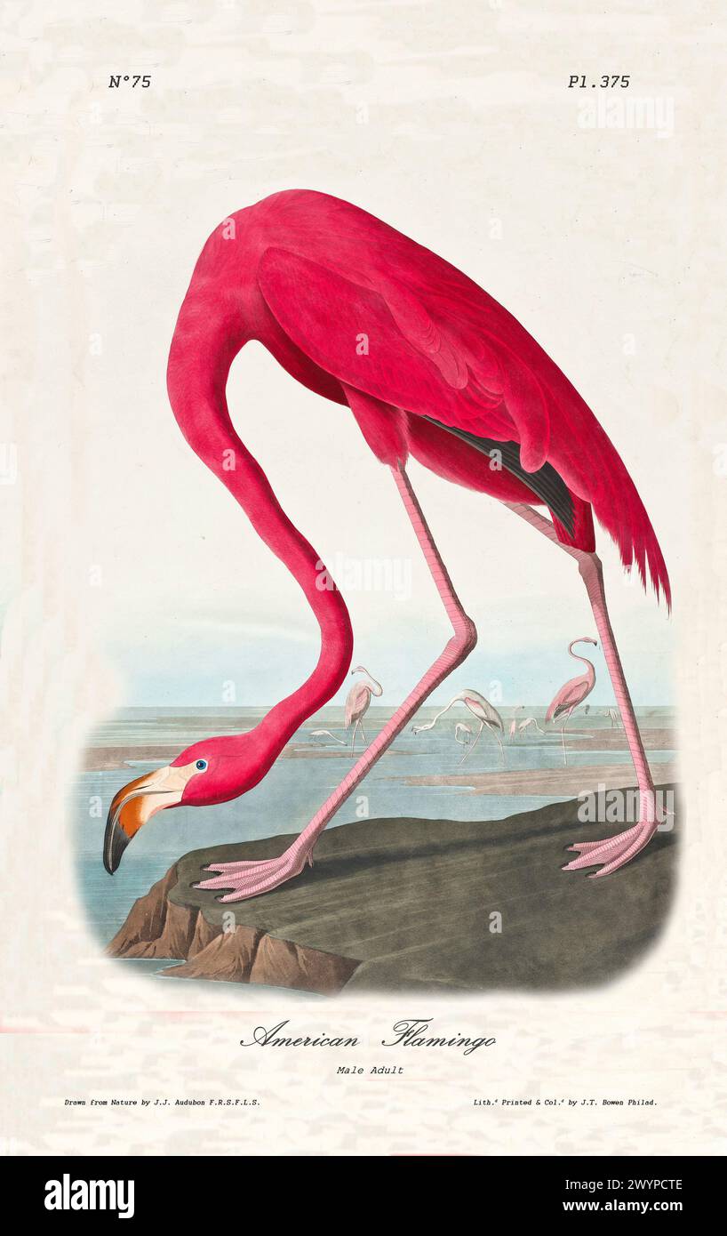 American Flamingo feeding in shallow coastal waters, vibrant in pink ...
