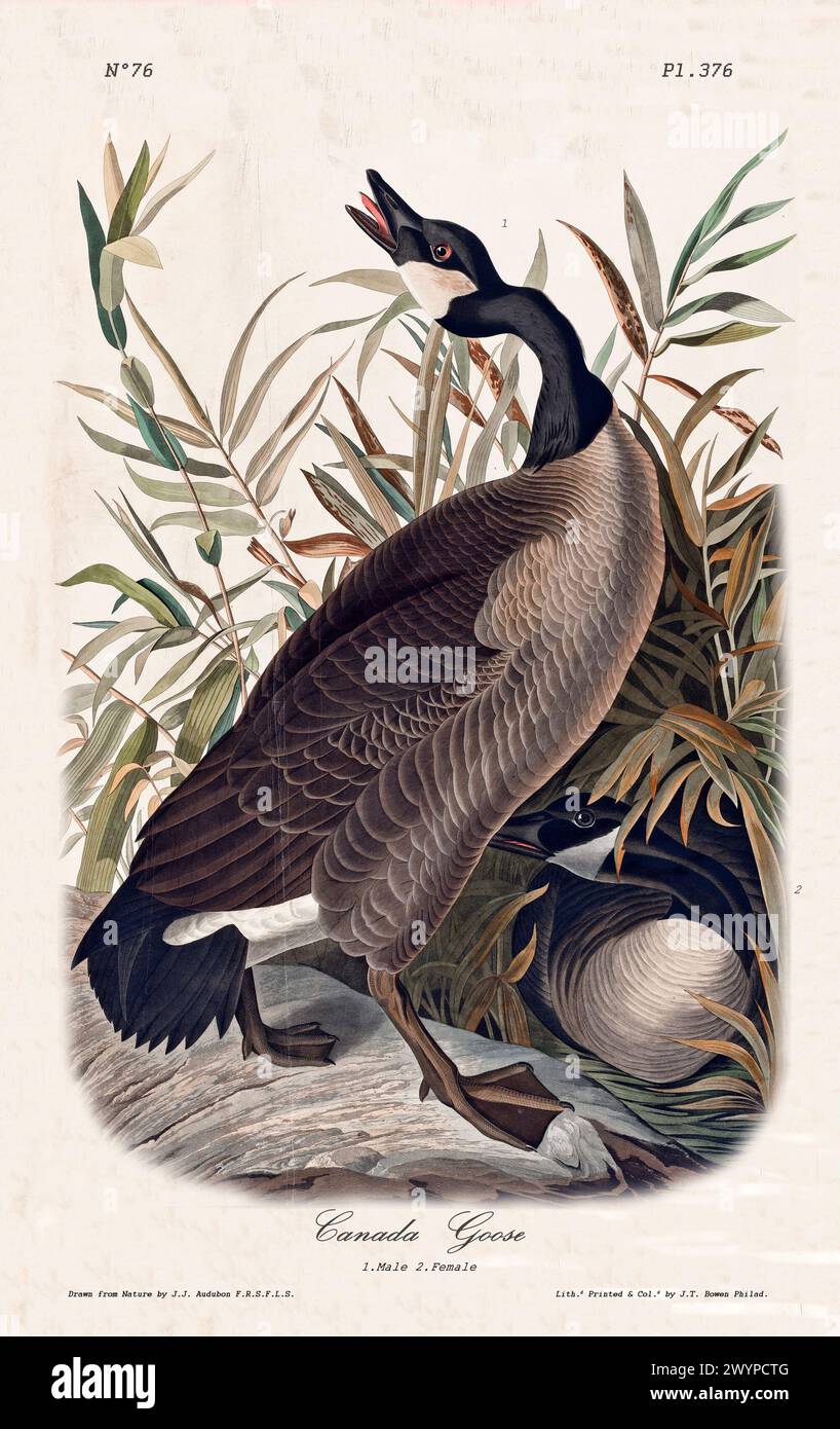 Canada Goose pair among dense reeds, male calling protectively while ...
