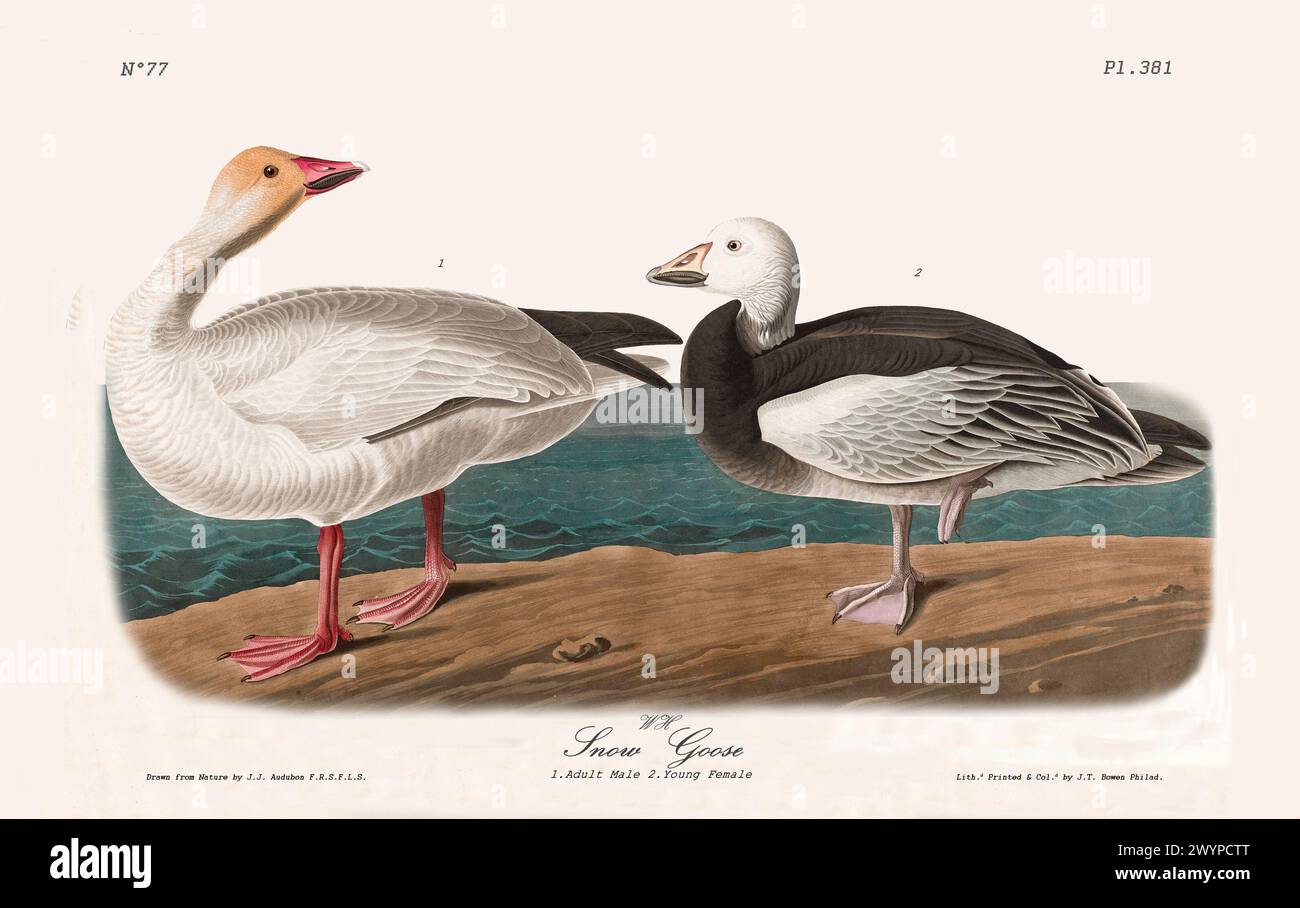 Snow Goose pair by coastal waters, showing both white adult male and ...