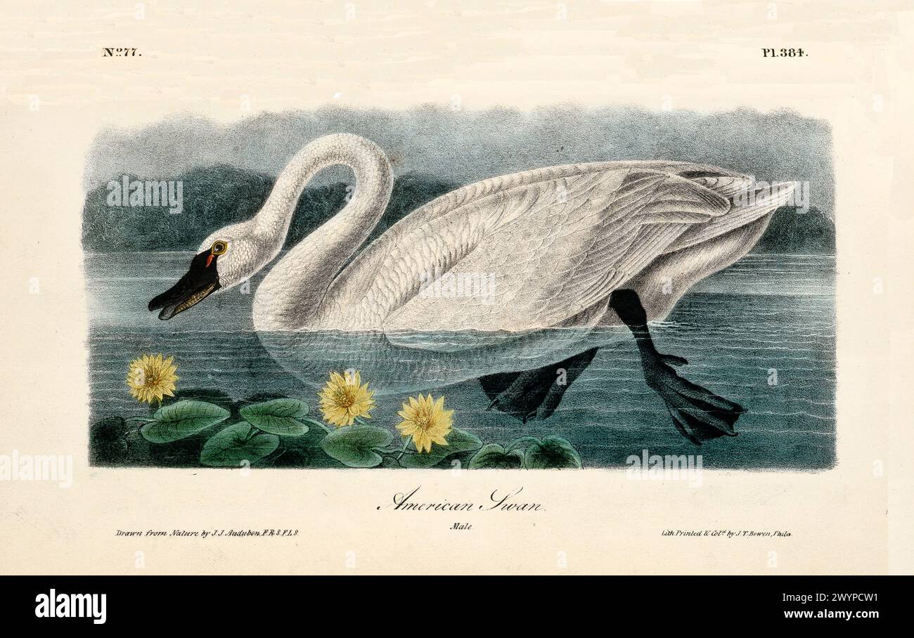 American Swan glides through lily-dotted waters, neck curved in feeding ...