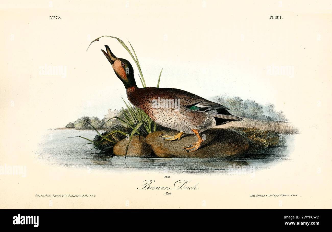 Old engraved illustration of Brewer’s duck (hybrid: Anas platyrhyncos x ...