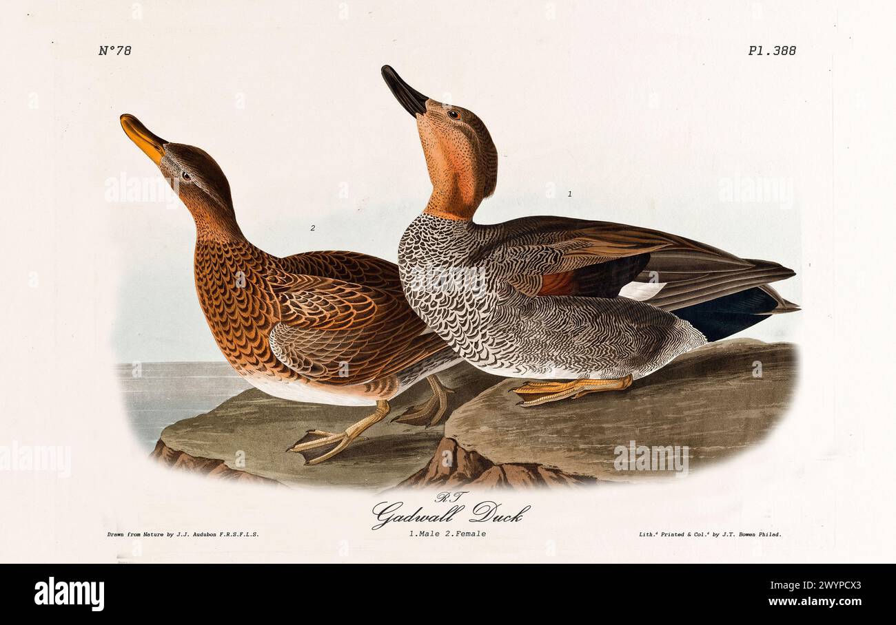 Male duck female on hi-res stock photography and images - Alamy