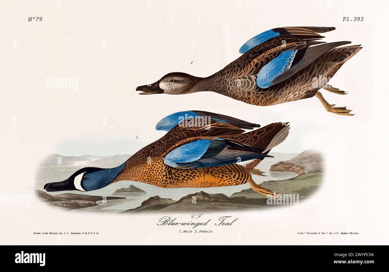 Blue-winged Teal pair in flight over a calm bay, male with bold facial ...