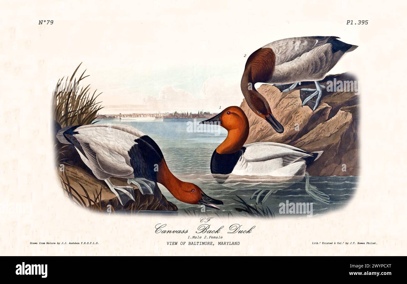 Canvasback Duck pair along Chesapeake Bay, with Baltimore skyline in ...