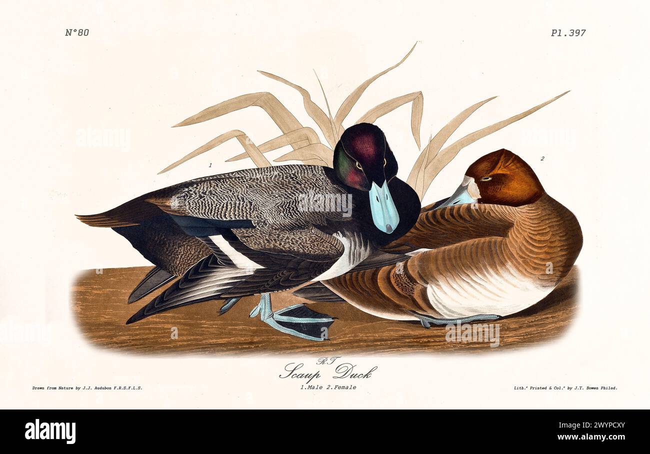 Scaup Duck pair resting by water’s edge, male with iridescent head and ...