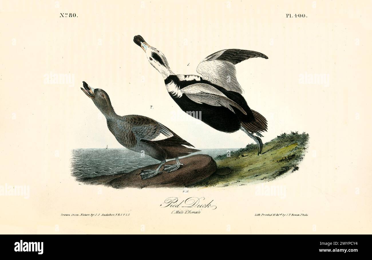 Camptorhynchus labradorius hi-res stock photography and images - Alamy