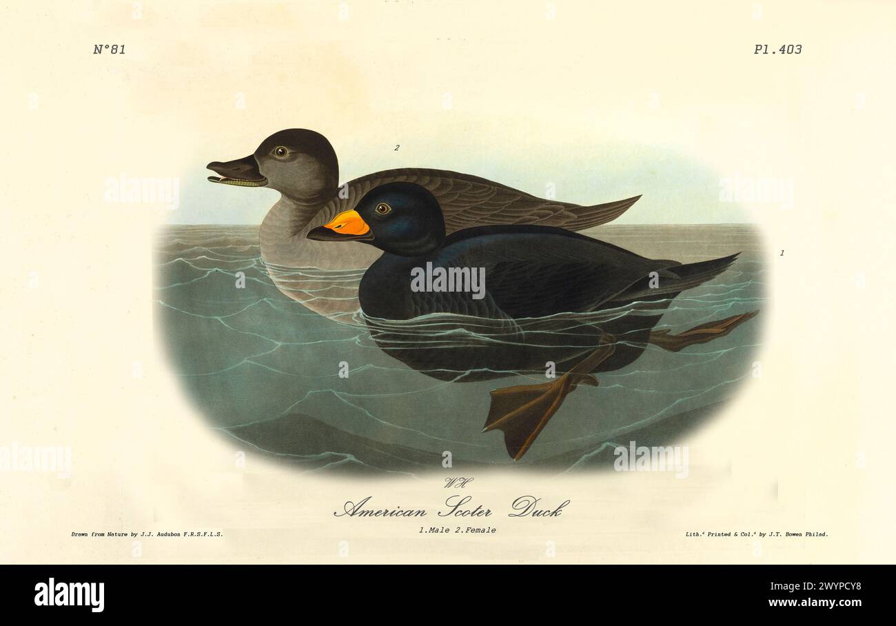 Female anatomy vintage hi-res stock photography and images - Alamy