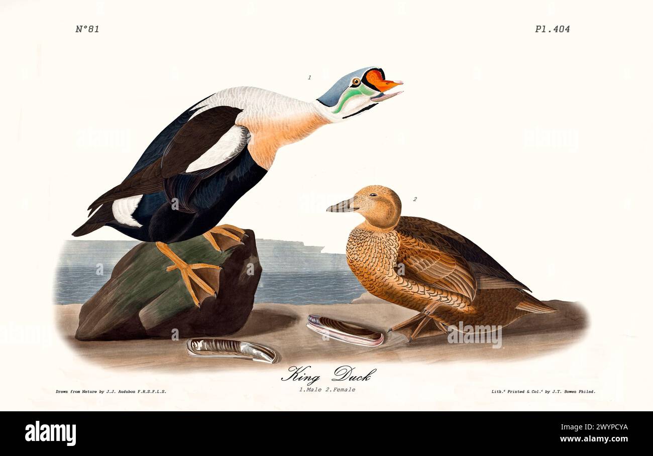 Female anatomy vintage hi-res stock photography and images - Alamy