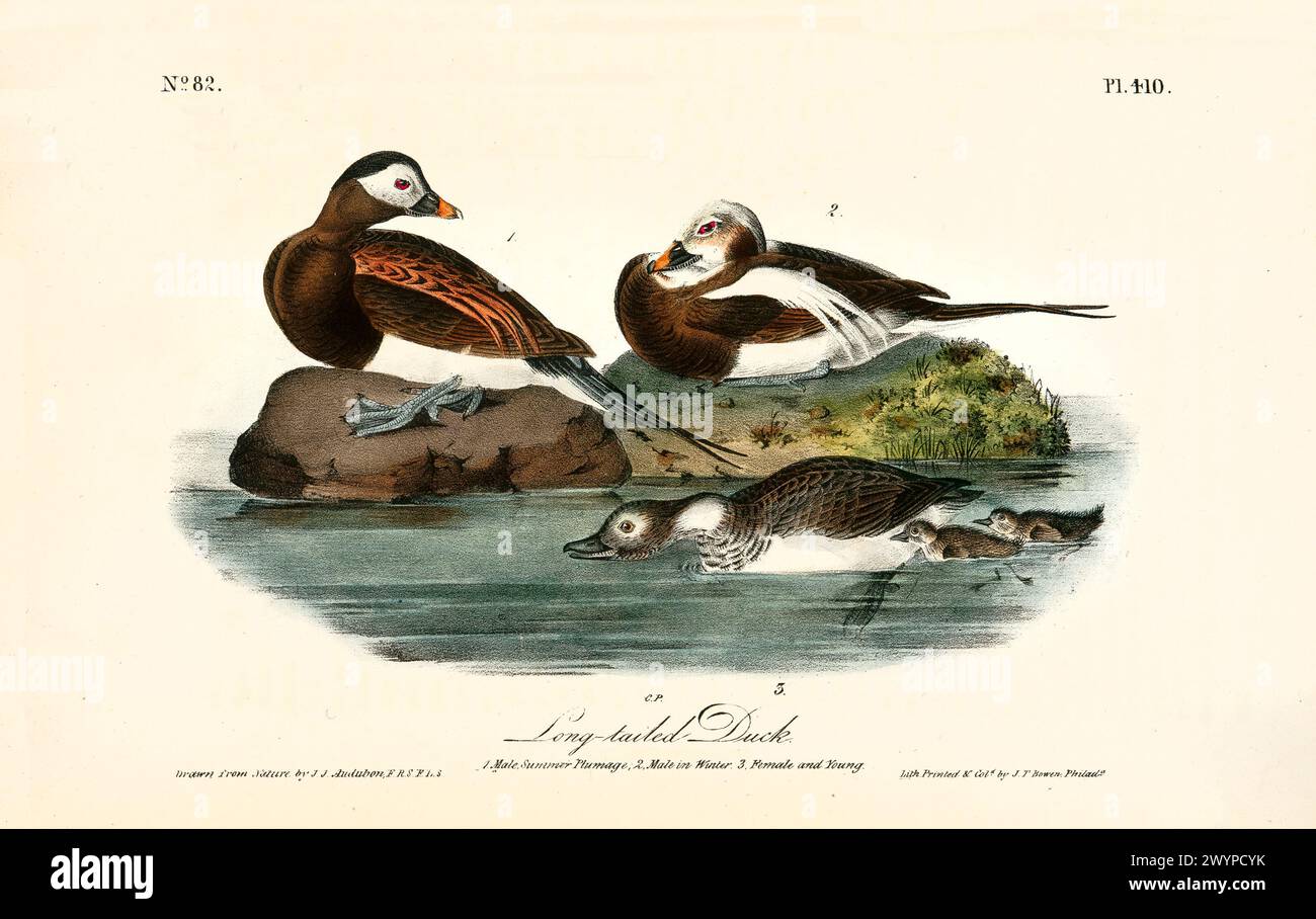 Duck with ducklings illustration hi-res stock photography and images ...