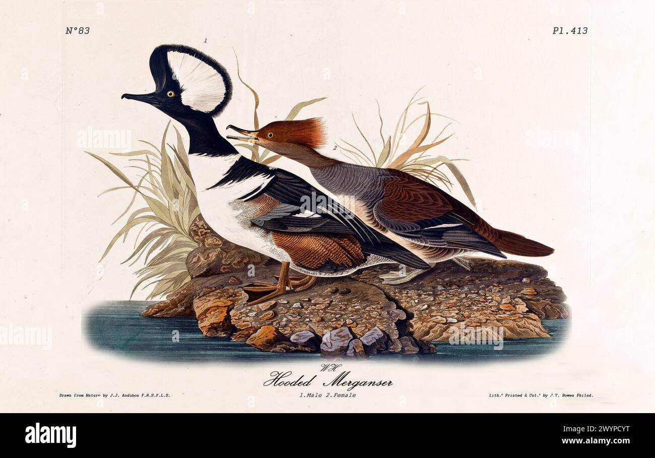 Birds with sawbill hi-res stock photography and images - Alamy