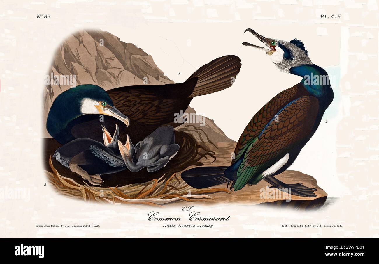 Common Cormorant family with male, female, and young at nest on rocky ...