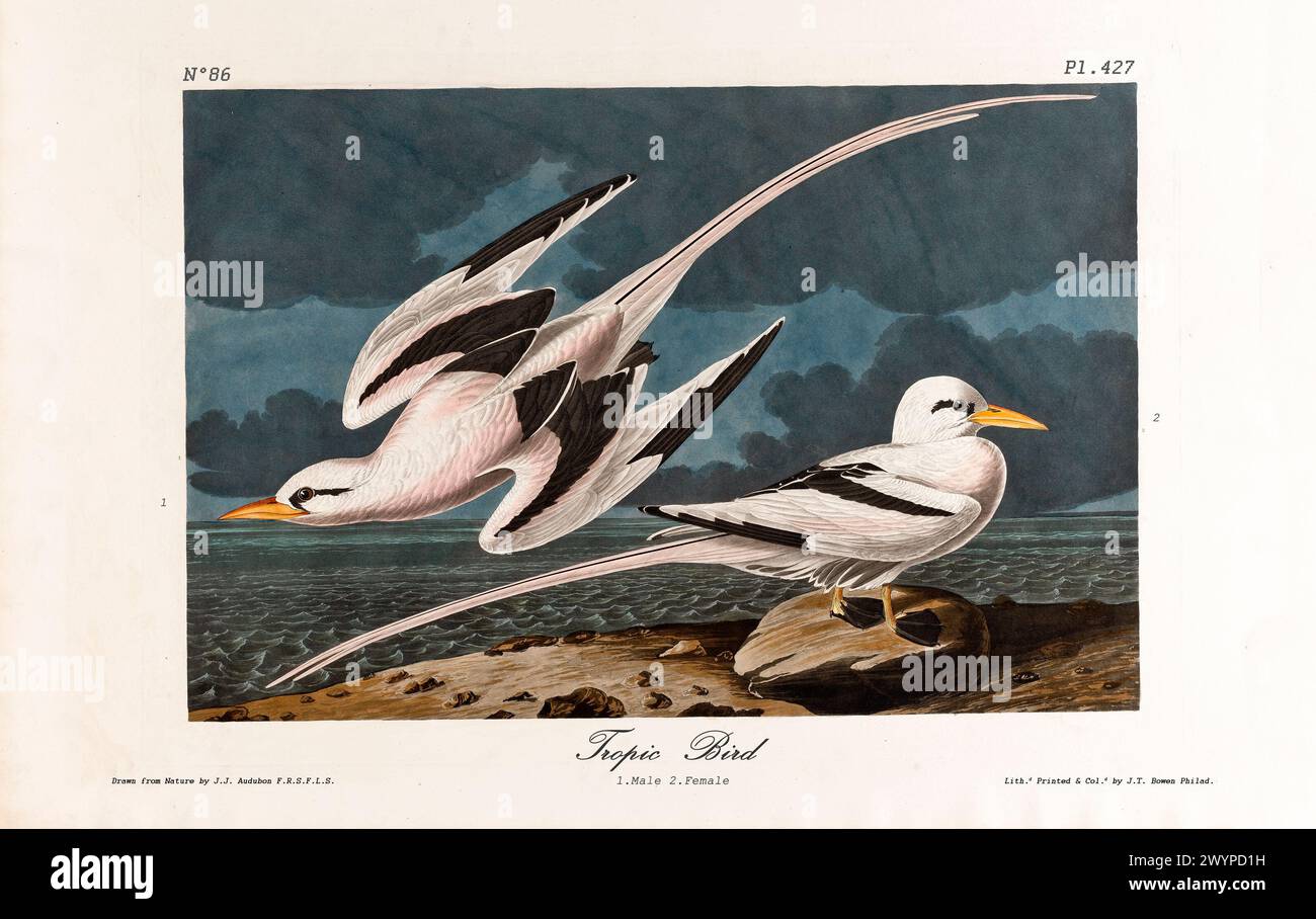 Tropic Bird pair with striking black markings and long tail streamers ...