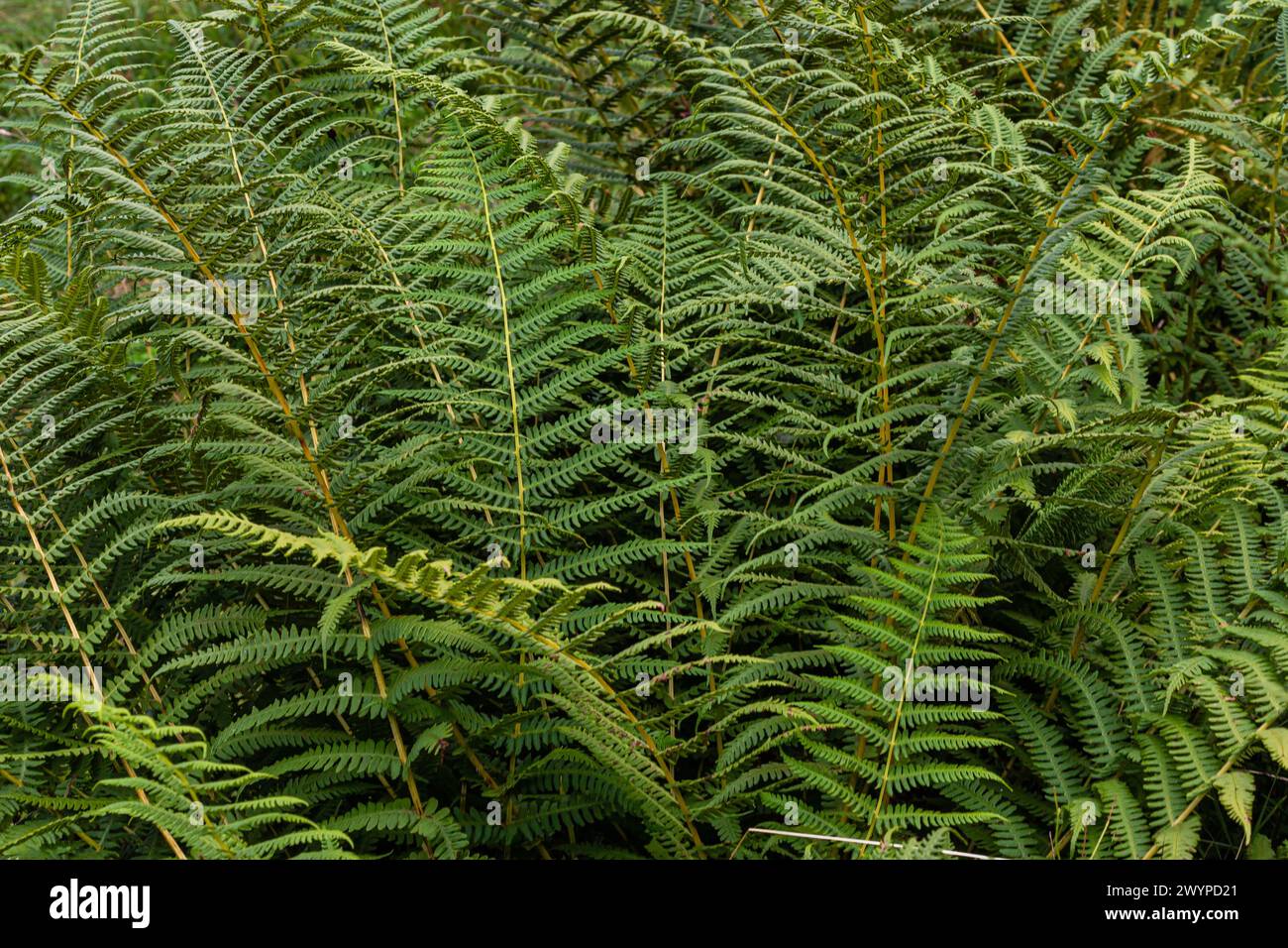 Natural background and wallpaper. Beautiful green fern leaves in the ...