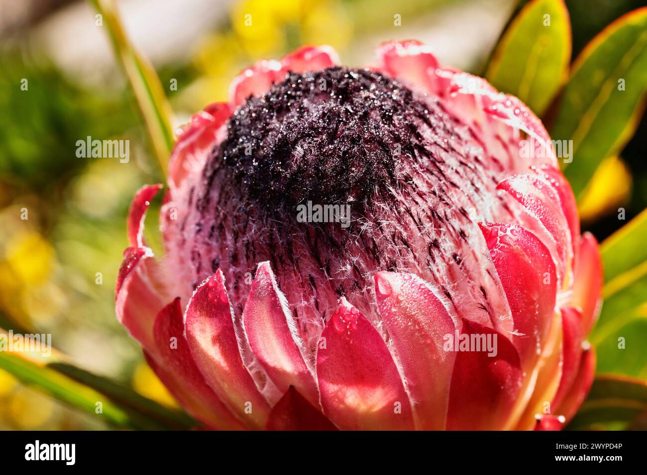 Protea species hi-res stock photography and images - Alamy