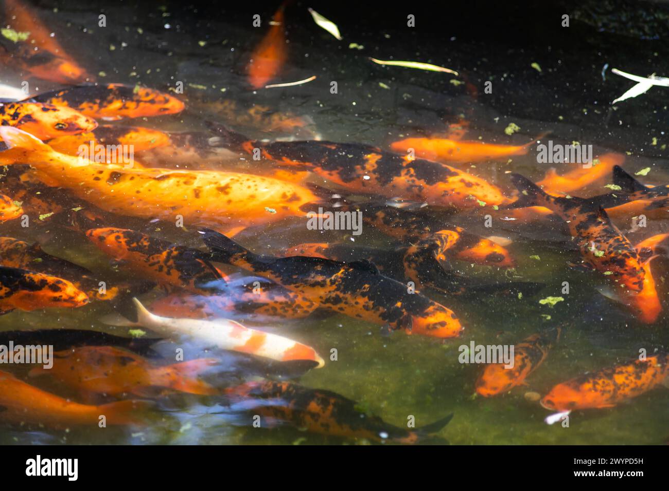 Koi fish swimming in water garden, fancy carp fish, koi fishes, Koi ...