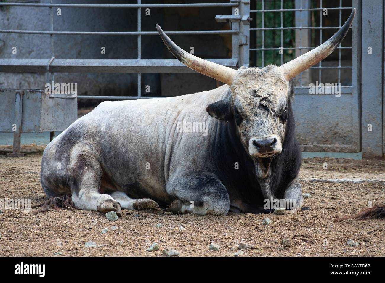 The Hungarian Grey also known as Hungarian Steppe Cattle cud chewing ...