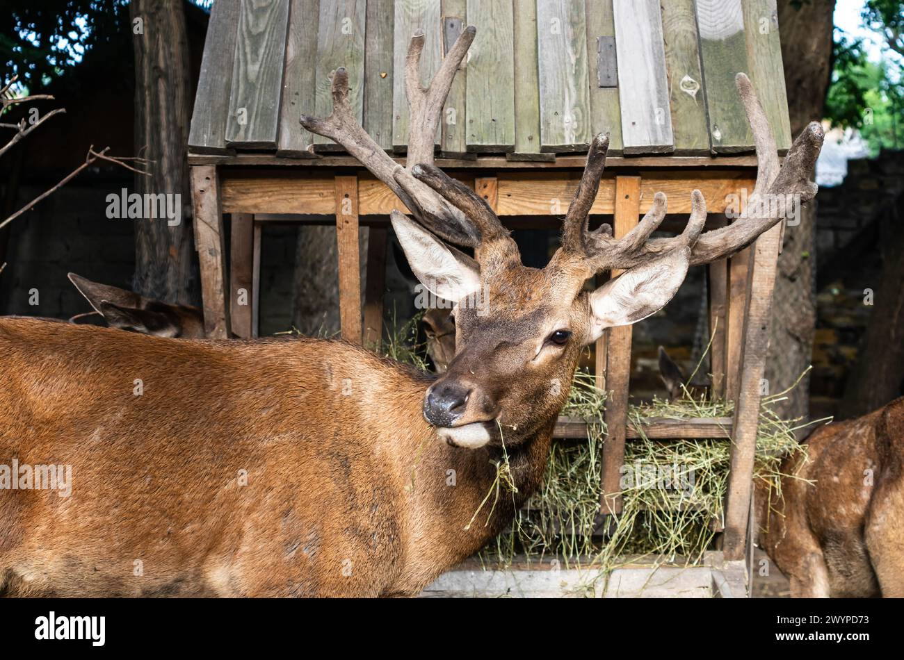 Deer with black-yellow-white soft hair near the feeders in the aviary ...