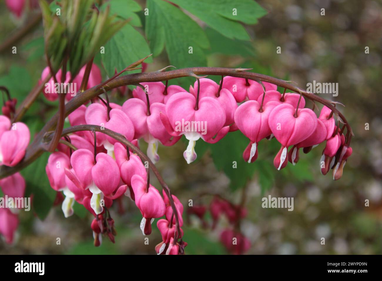 Lamprocapnos spectabilis valentine spring hi-res stock photography and ...