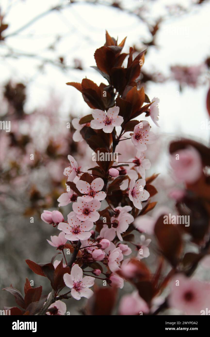 Cherry tree cultivars hi-res stock photography and images - Alamy