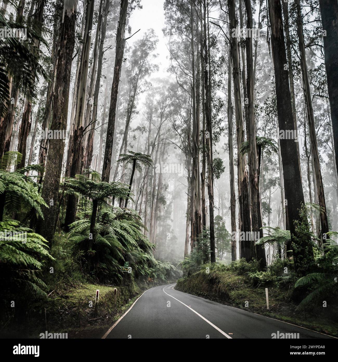 Foggy mountain road in Dandenong Ranges, Melbourne, Australia Stock ...