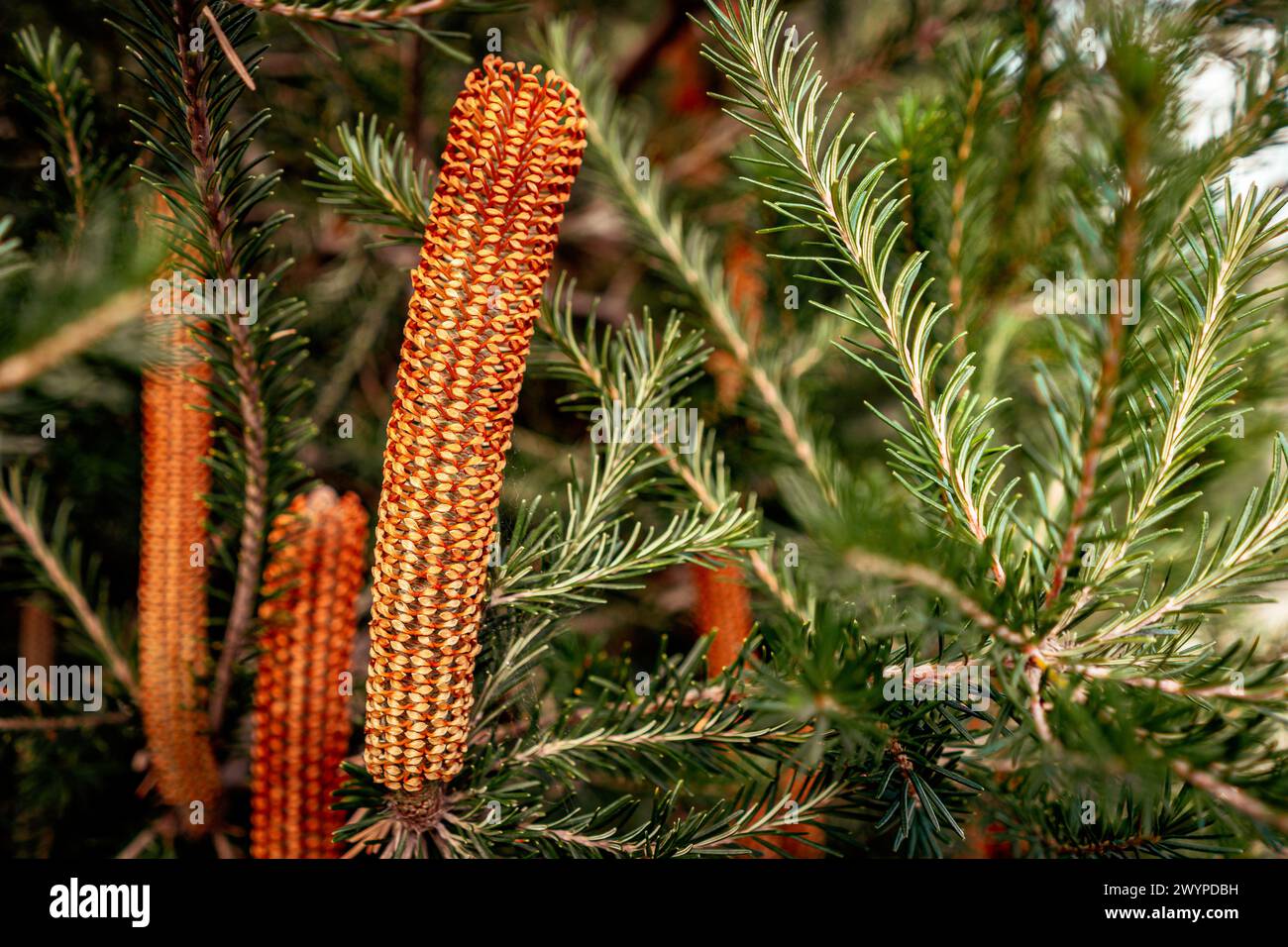 Banksia ericifolia (Red Rover) native Australian wildflower Stock Photo ...