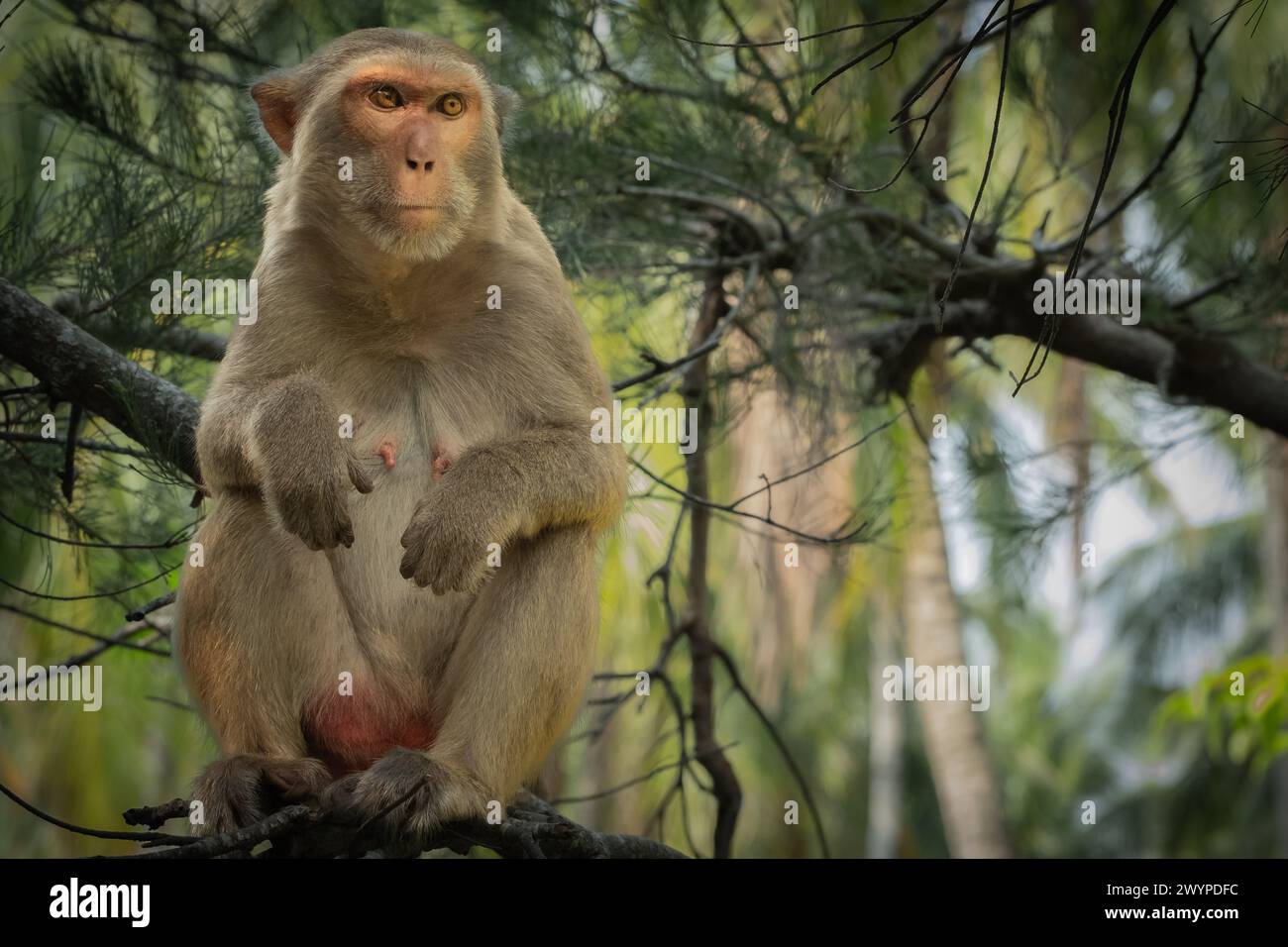 Female Monkey sitting on the tree. The rhesus macaque sitting alone on ...