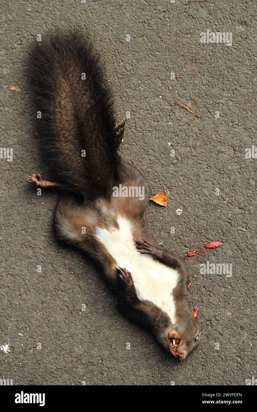 Road kill grey squirrel hi-res stock photography and images - Alamy