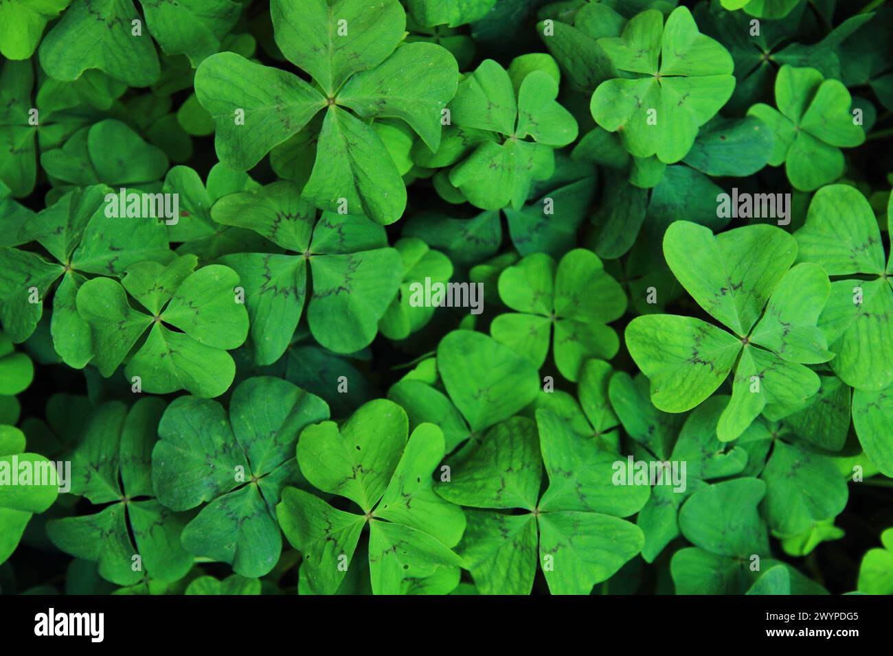 green natural leaves as very nice background Stock Photo - Alamy