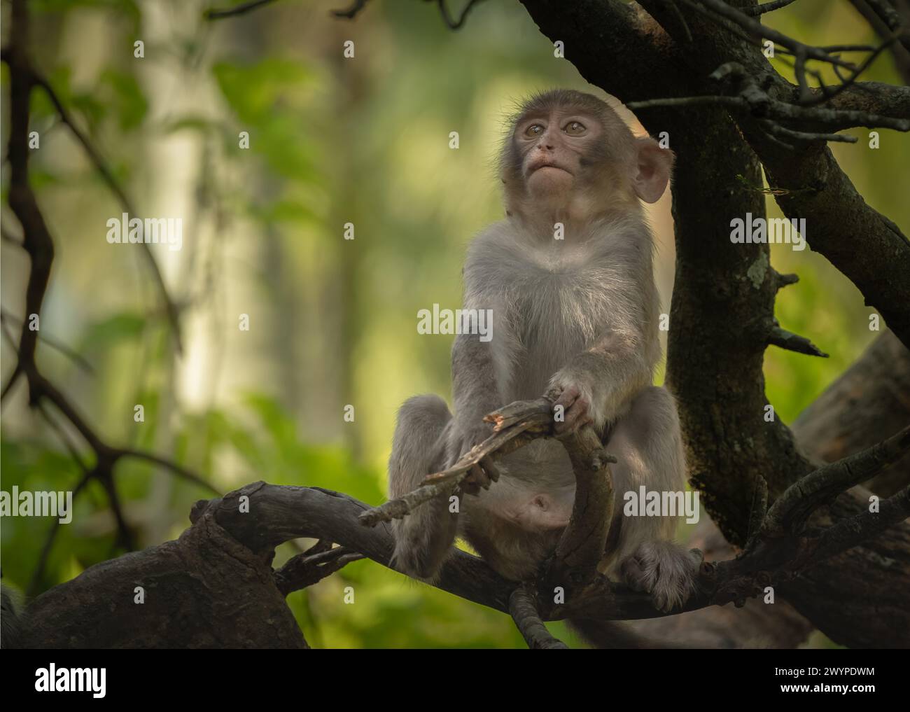 Baby monkey sitting on the tree. The rhesus macaque sitting alone on a ...