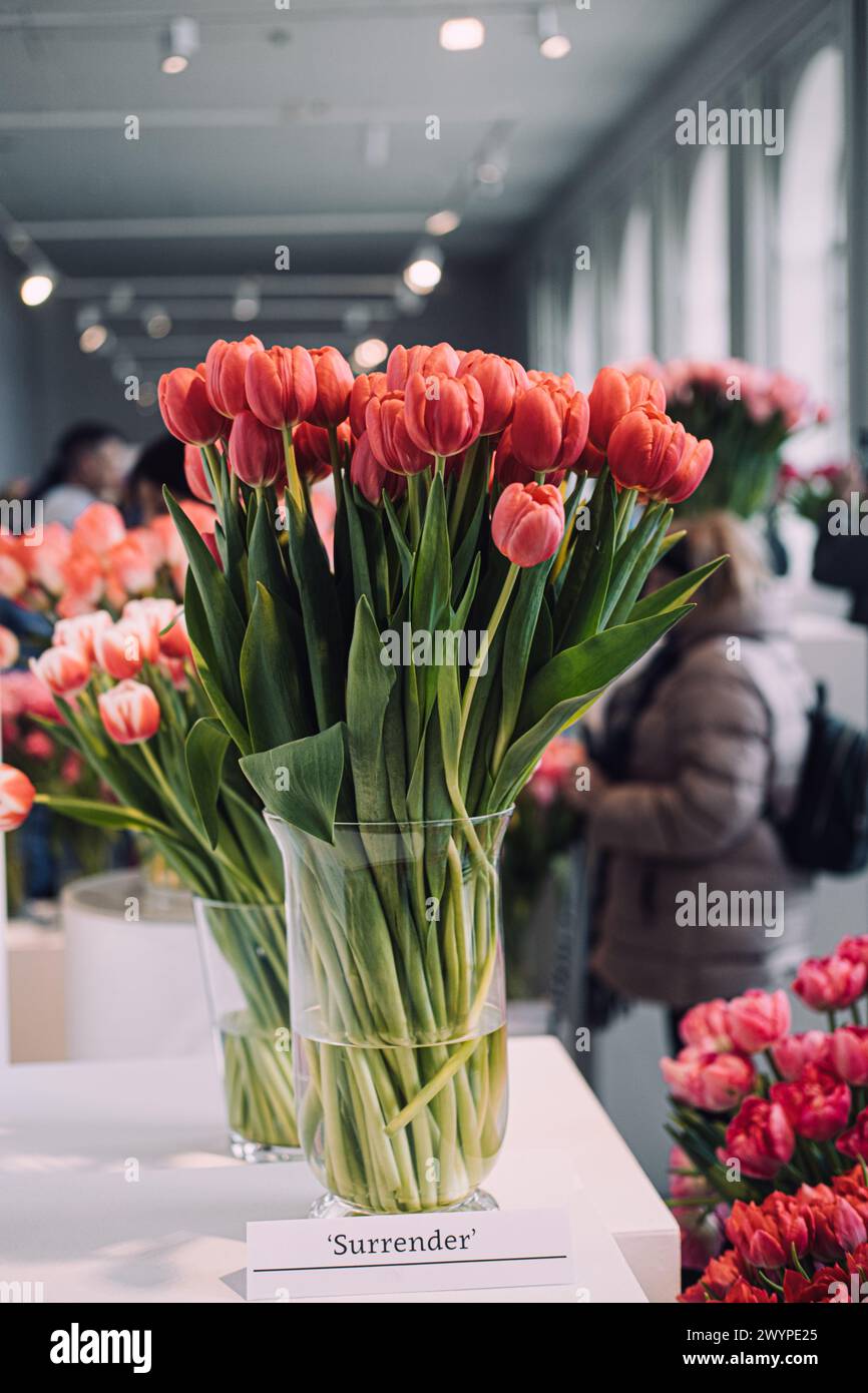 Vibrant Display of Pink Variegated Tulips. Exhibition of varietal ...