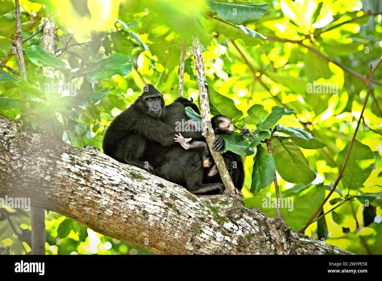 Primate habitat news hi-res stock photography and images - Alamy