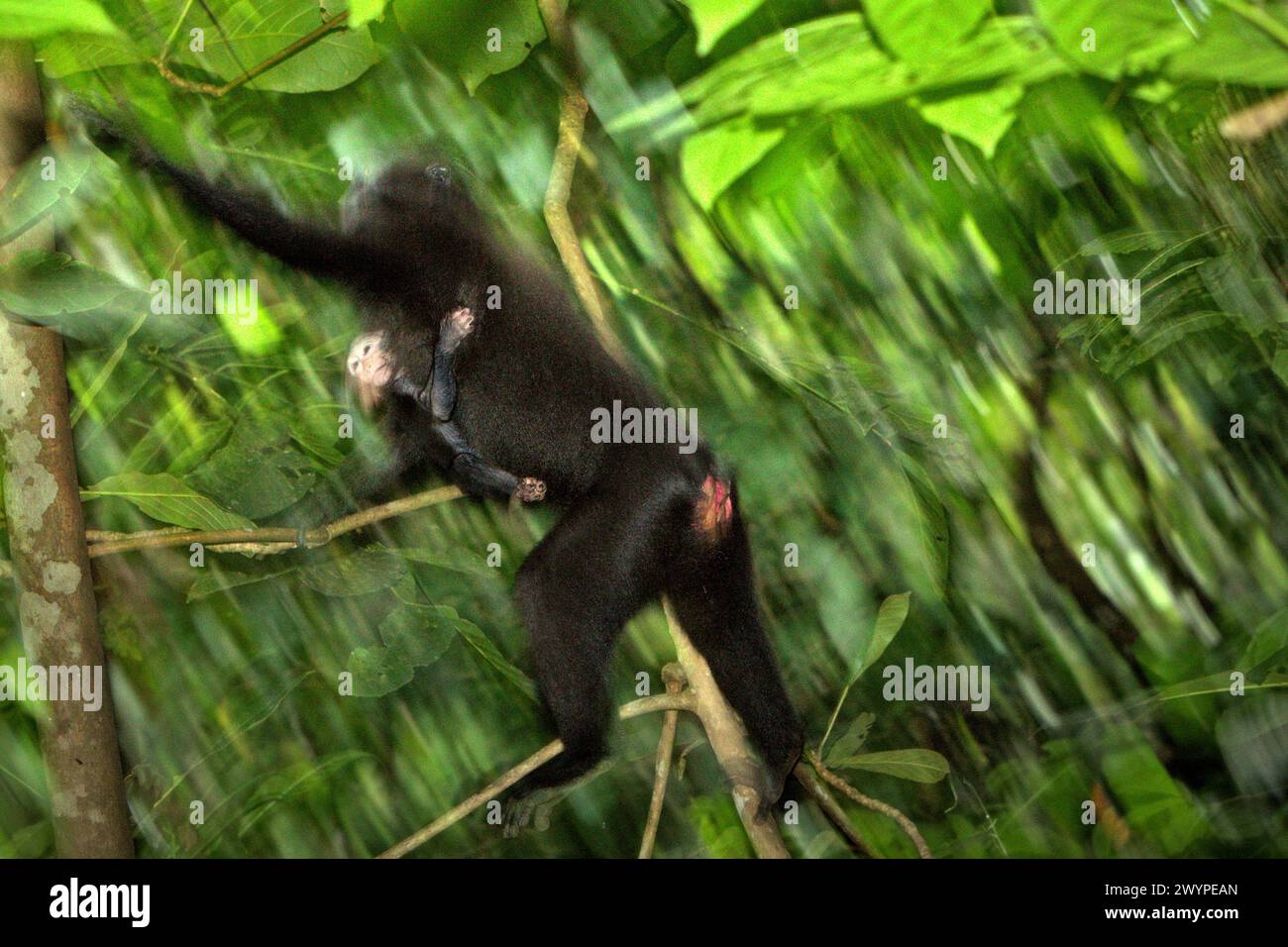 Primate habitat shift hi-res stock photography and images - Alamy