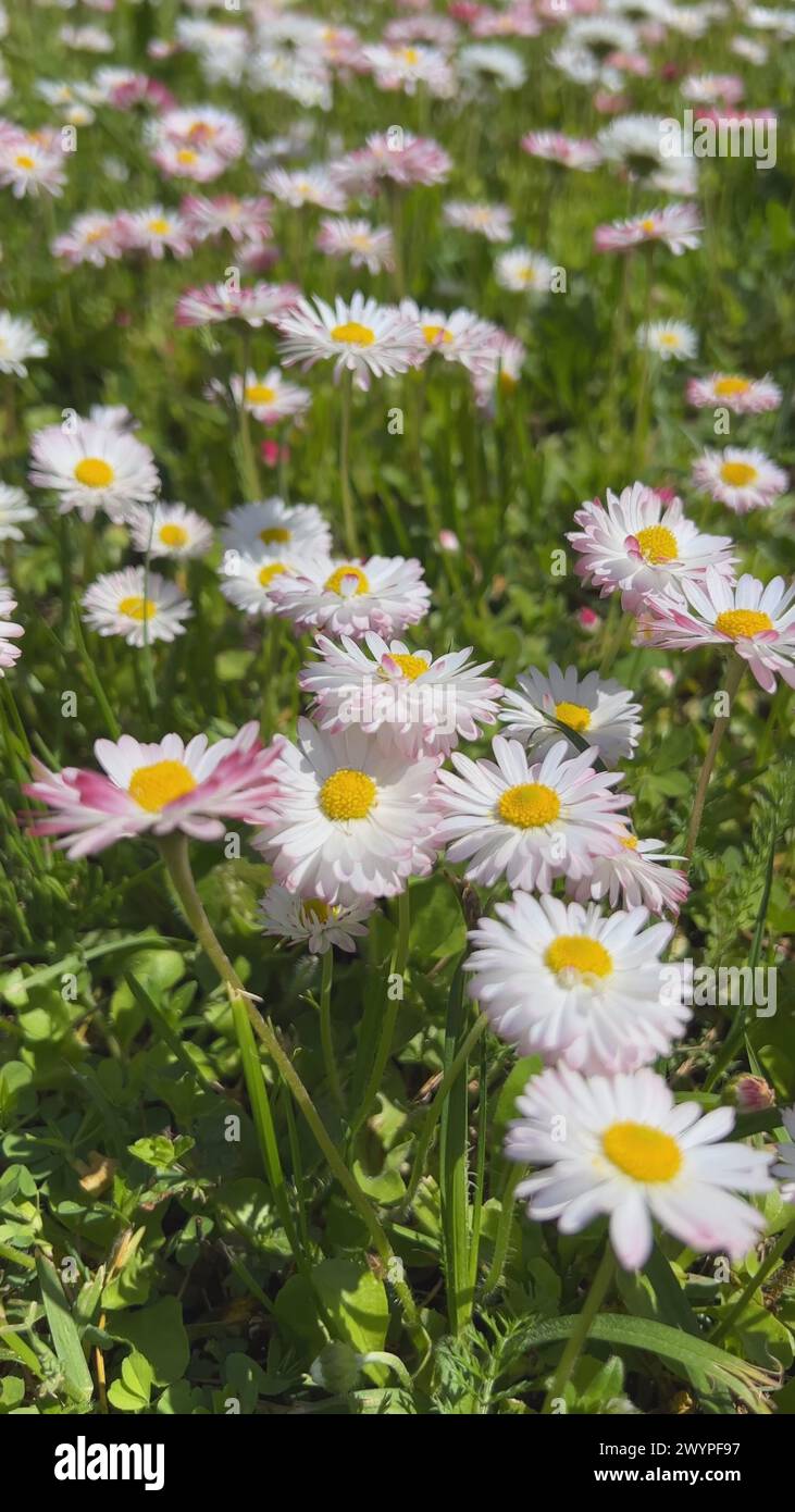 Vertical video beautiful daisy flower hi-res stock photography and ...