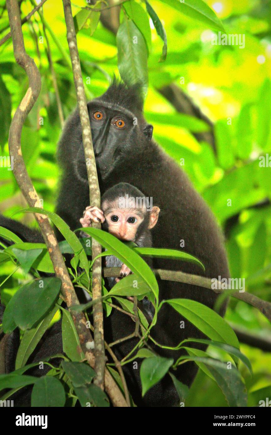 An infant of crested macaque (Macaca nigra) is photographed as it is ...
