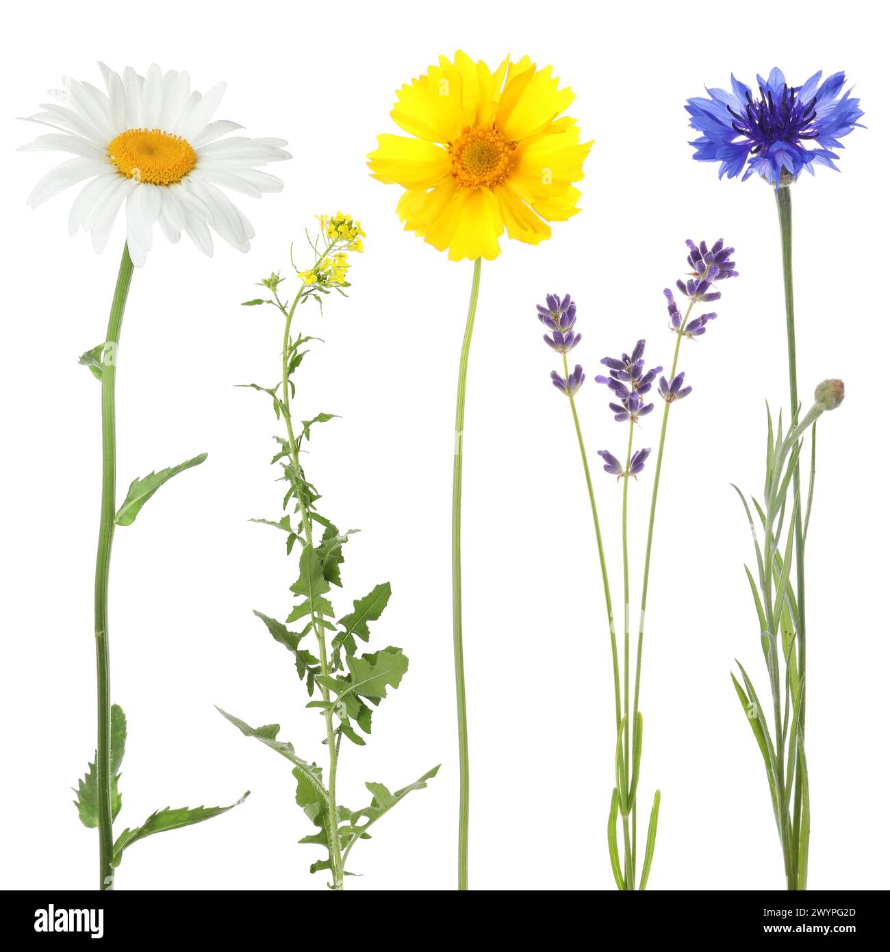 Different beautiful flowers isolated on white, set Stock Photo - Alamy