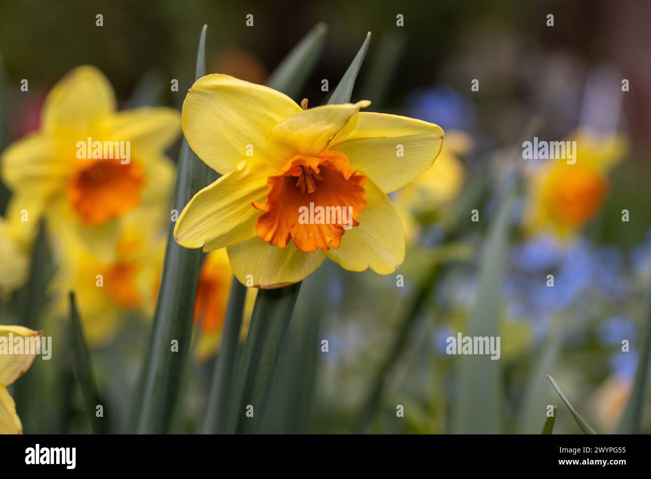 Bright Yellow Daffodils in Sunshine (Narcissus Jetfire variety ...
