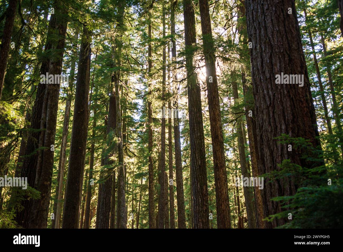 Dense Forest at the Sol Duc Falls trail in Olympic National Park ...