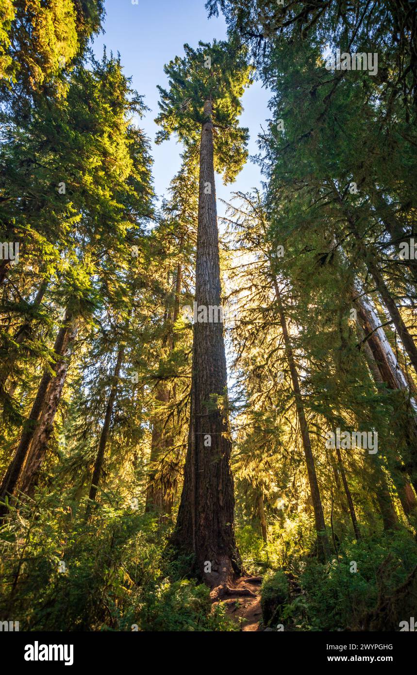 The Tree Canopy at Hoh Rainforest in Olympic National Park, Washington ...