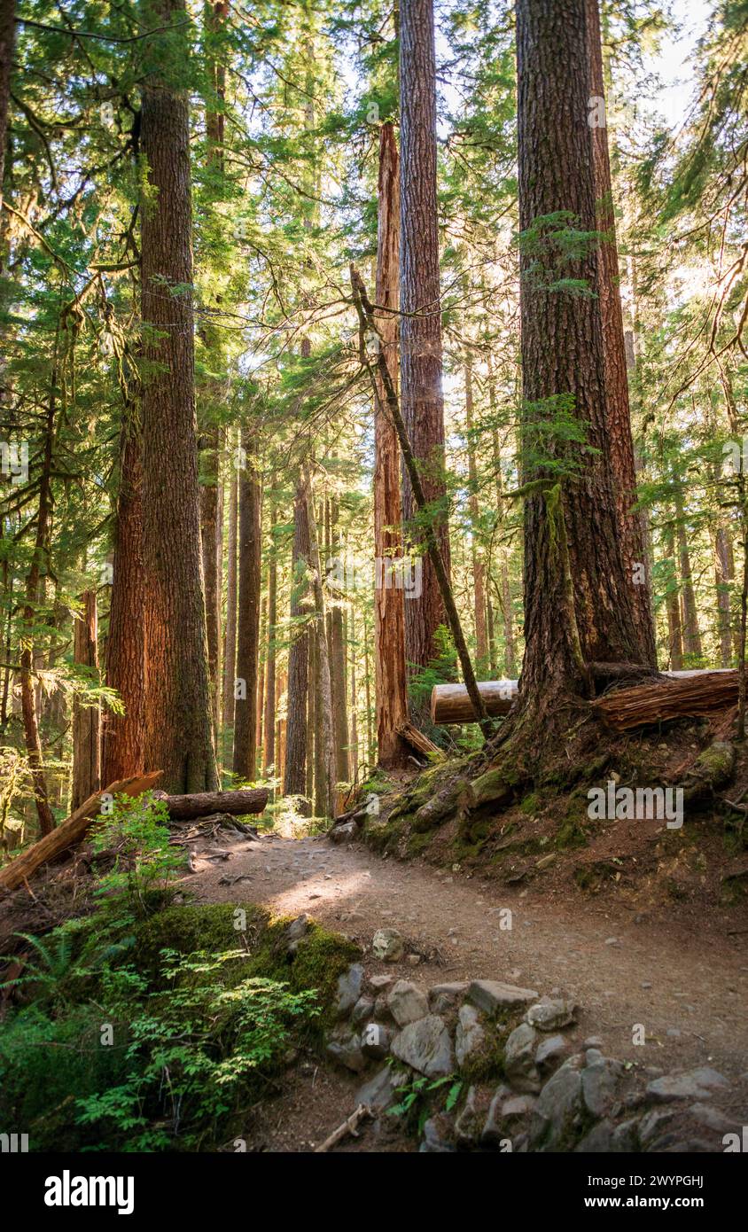Dense Forest at the Sol Duc Falls trail in Olympic National Park ...