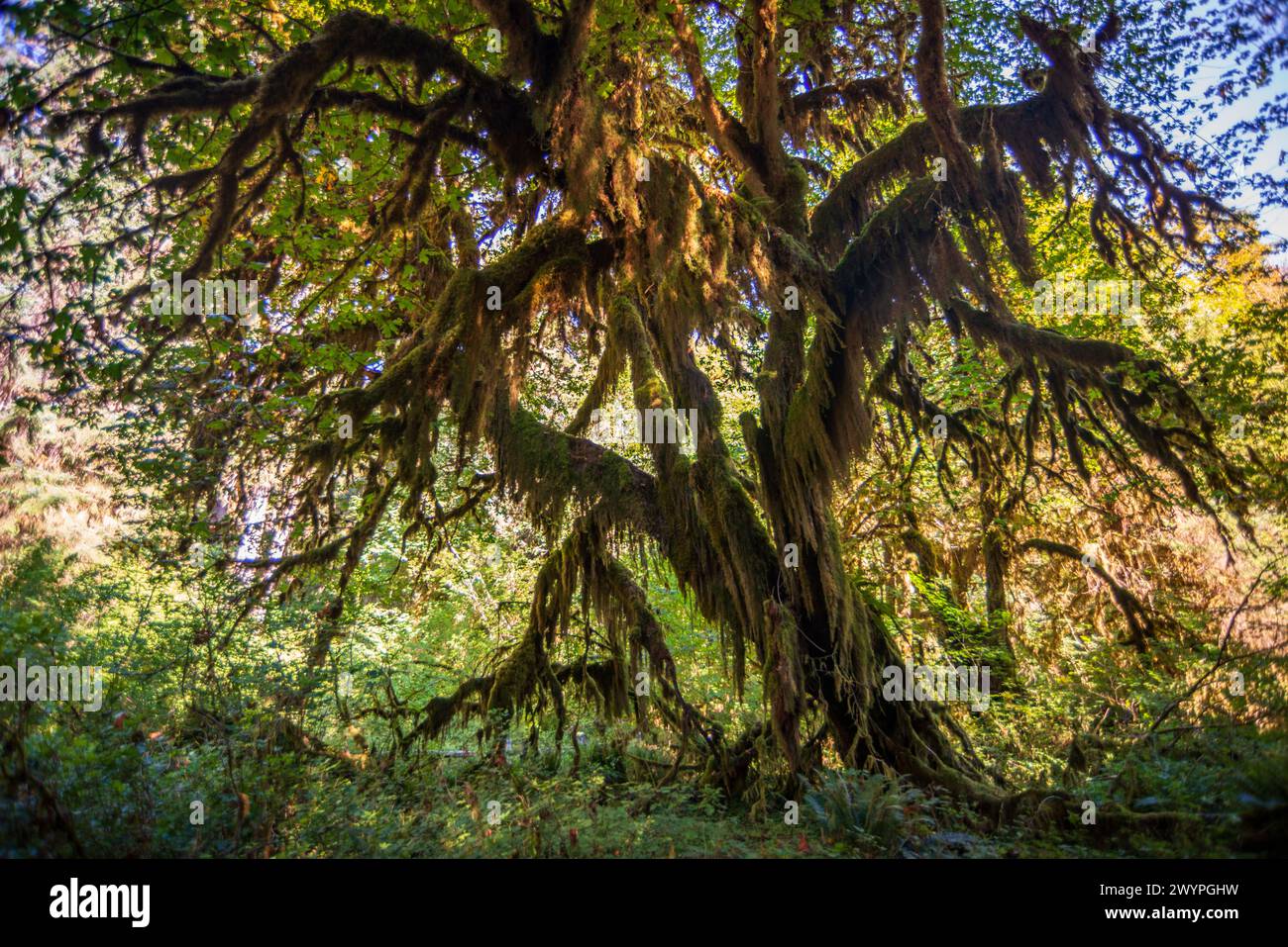 Moss Covered Trees in Hoh Rainforest in Olympic National Park ...