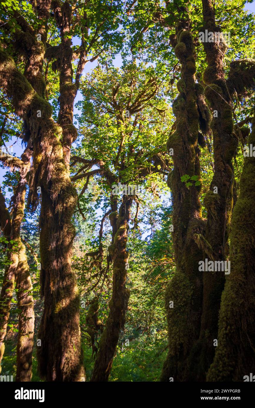 Moss Covered Trees in Hoh Rainforest in Olympic National Park ...