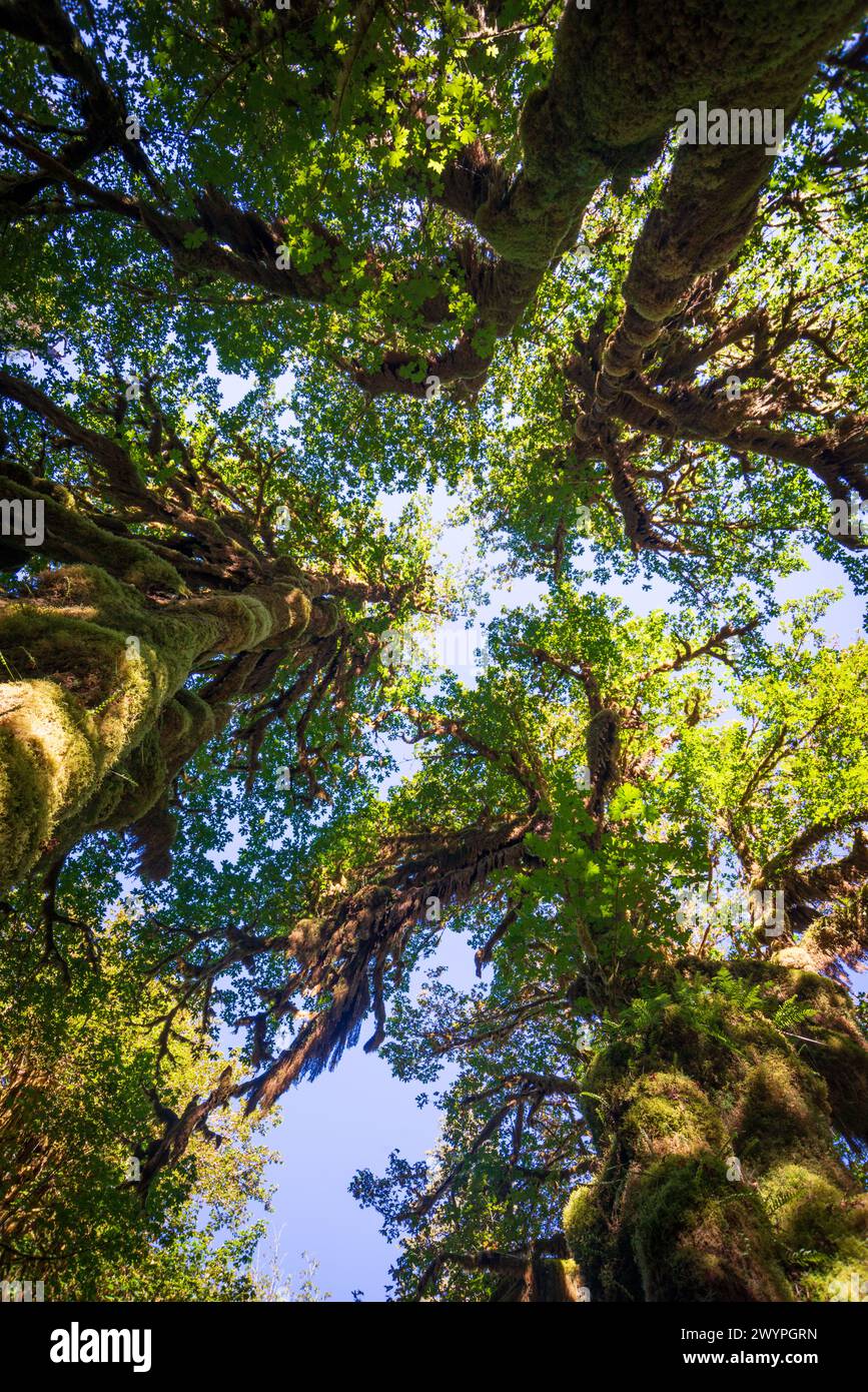 The Tree Canopy at Hoh Rainforest in Olympic National Park, Washington ...