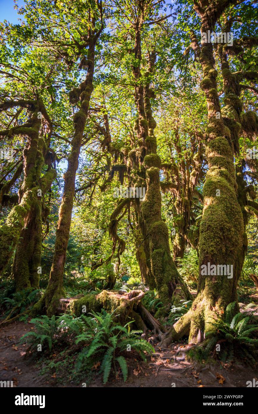 Moss Covered Trees in Hoh Rainforest in Olympic National Park ...