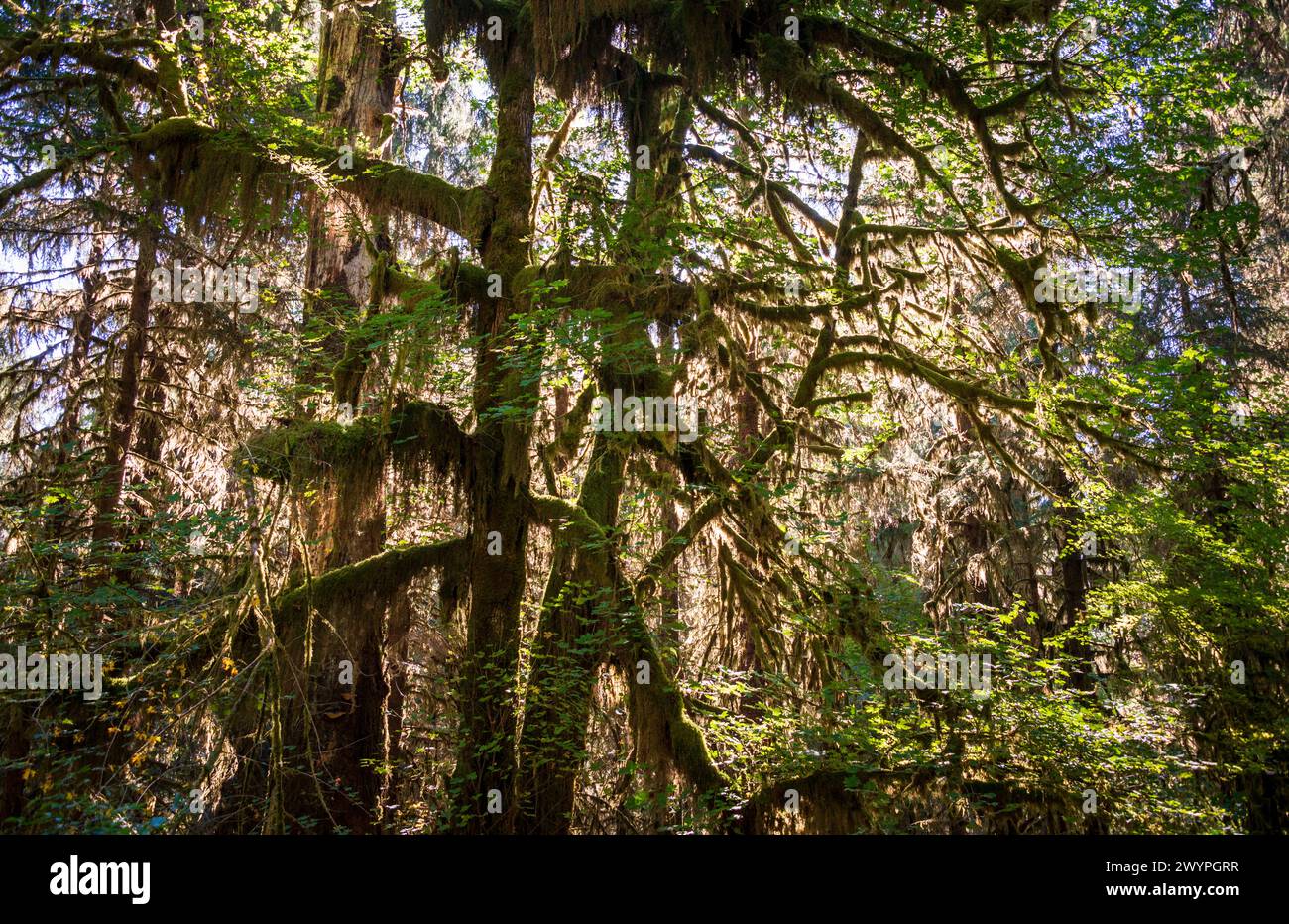 Moss Covered Trees in Hoh Rainforest in Olympic National Park ...