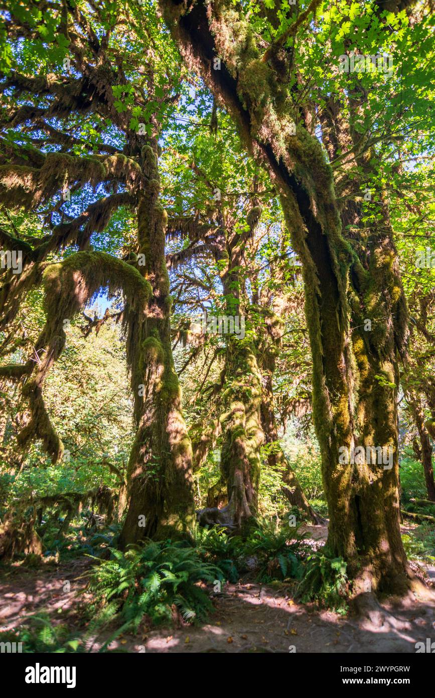 Moss Covered Trees in Hoh Rainforest in Olympic National Park ...