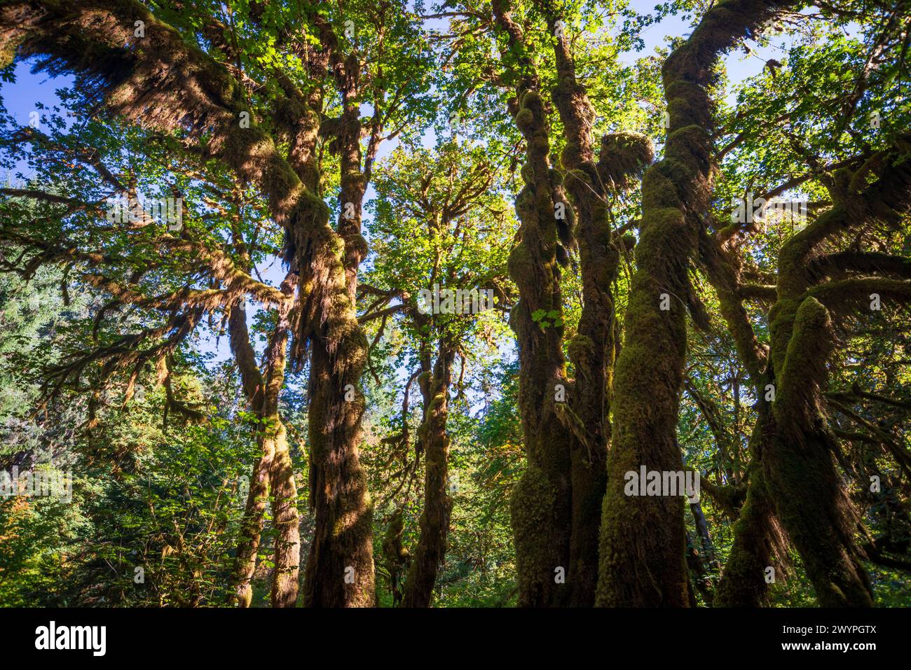 Moss Covered Trees in Hoh Rainforest in Olympic National Park ...